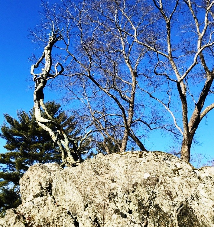 Art Grows from Trees: Alan Sonfist and Richard Rosenblum at deCordova ...