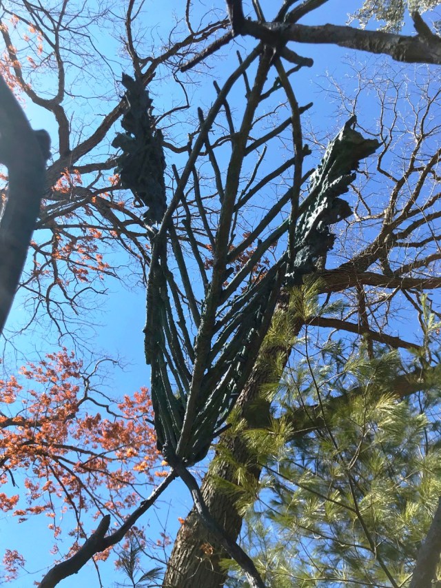 Metal Preserves and Transforms Features of Trees in Art by Ed Shay and ...